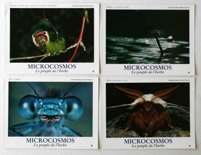 10 photos d'exploitation du film MICROCOSMOS: LE PEUPLE DE L'HERBE (1996)